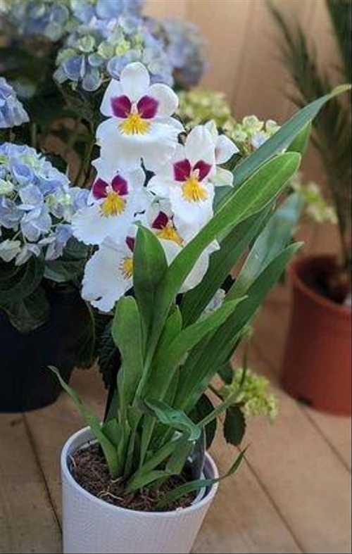 Орхидея Ароматная