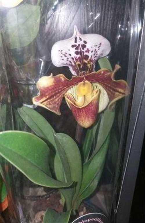 Орхидея Paphiopedilum(венерин башмачёк)