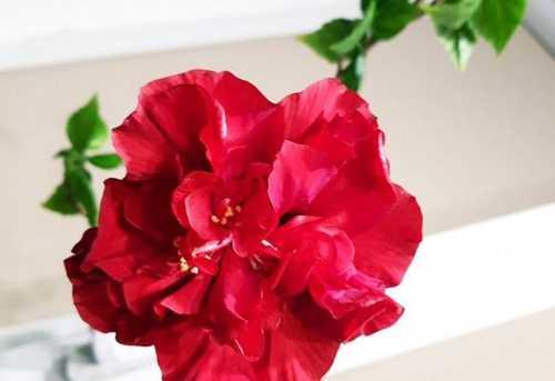 Гибискус китайская роза комнатные цветы