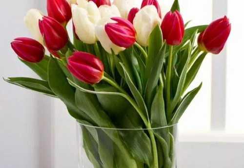 Тюльпаны. Цветы на 8 марта