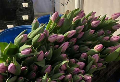 Тюльпаны для любимых к 8 марта