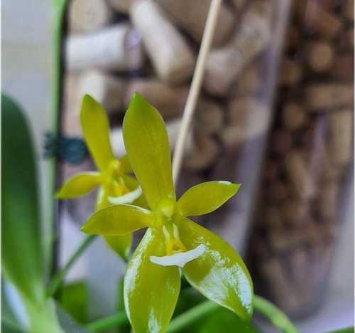 Phalaenopsis cornu-cervi var. flava