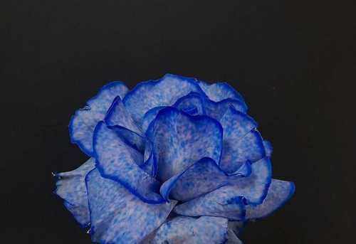 Синие французские розы