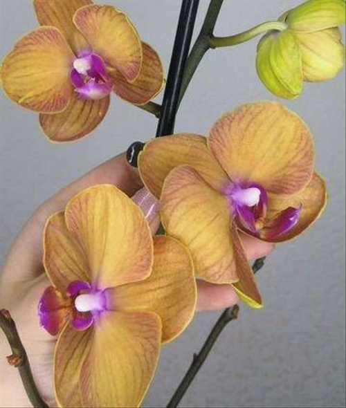 Орхидея фаленопсис Тамара 1 цветонос