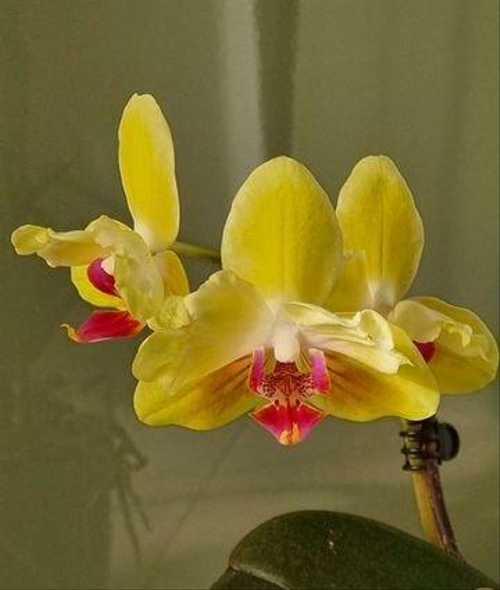 Орхидея Фаленопсис пелорик бантик от SON YA