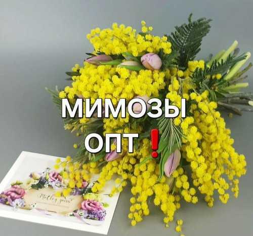 Мимозы оптом к 8 марта Москва