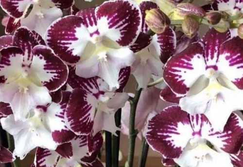 Орхидея фаленопсис Tinkerbell's Kiss, биг лип
