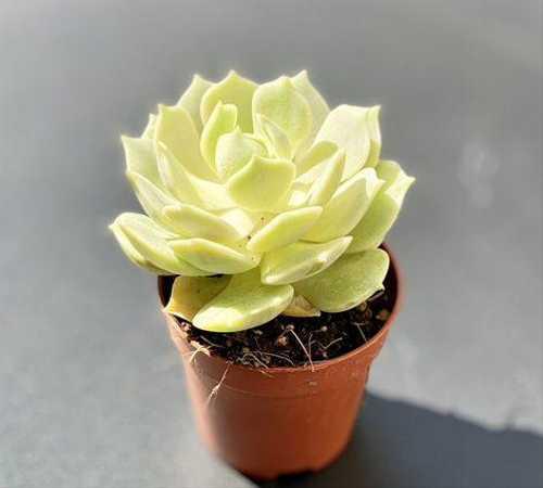 Эхеверия Лола (лат. Echeveria Lola)