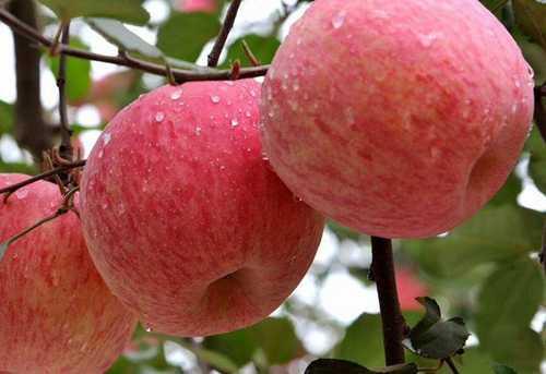 Многосортовые семейные яблони и груши дерево-сад