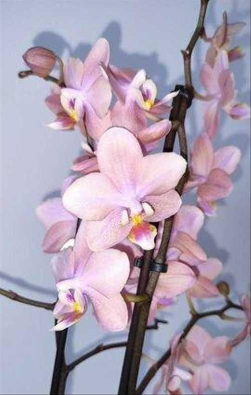 Орхидея Одорион парфюмерная фабрика