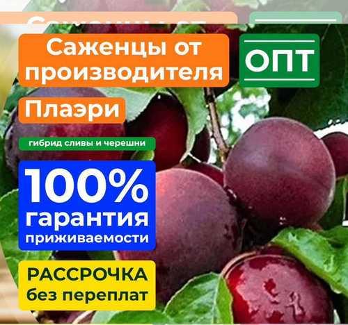 Саженцы плаэри оптом