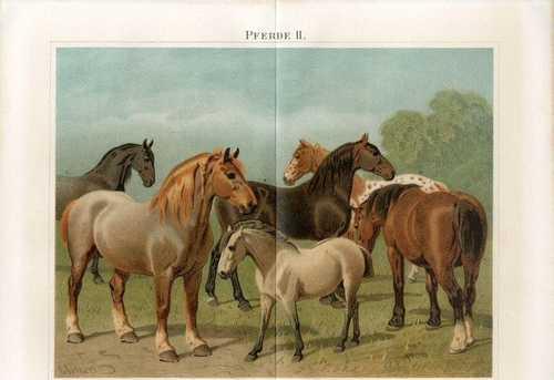 Антикварные литографии Породы Лошадей 1887