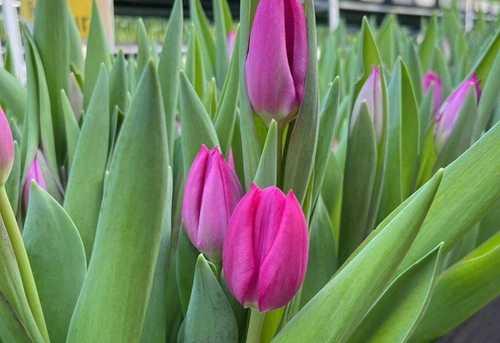 Тюльпаны к 8 марта оптом, розница