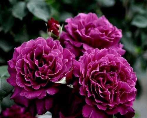Розы в контейнерах 7 л Питомник роз"Прованс Стиль"