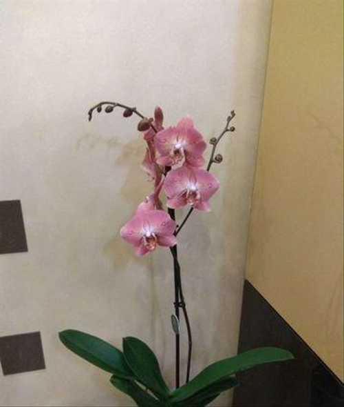 Орхидея фаленопсис Dragon Heart