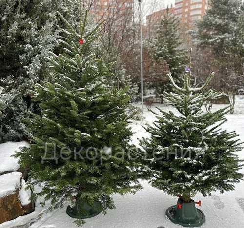 Пихта Фрайзера из питомника