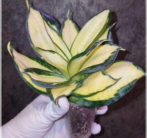 Сансевиерия Солид Голд, Sansevieria Solid Gold