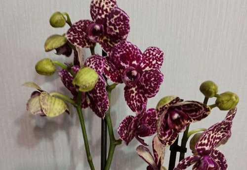 Орхидея фаленопсис Дикий Кот, 2 ствола