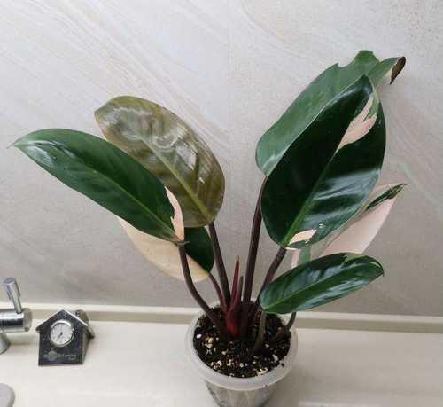 Philodendron red Congo pink variegated