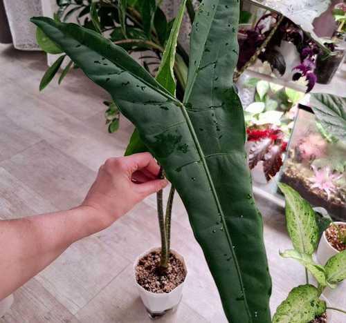 Алоказия тигрина супербa(Alocasia tigrina superba)