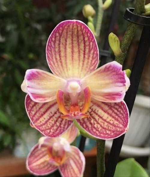 Орхидея фаленопсис Ровелло бабулетка бантик
