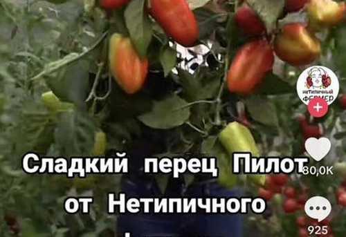 Рассада перца, томатов, петуньи, базилик, огурцов