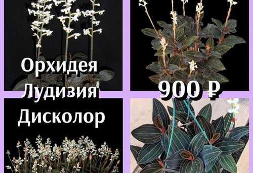 Орхидея камбрия,онцидиум, лудизия