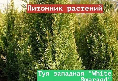Саженцы Туя западная White Smaragd