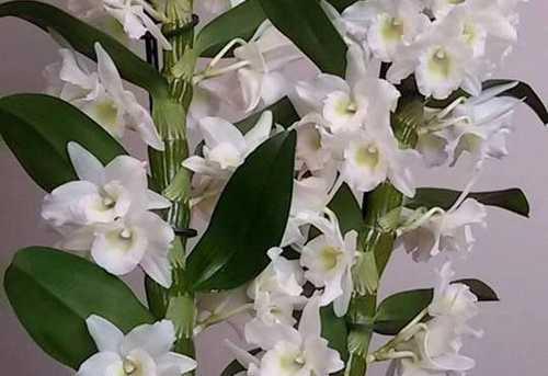 Орхидея Дендробиум (детки)