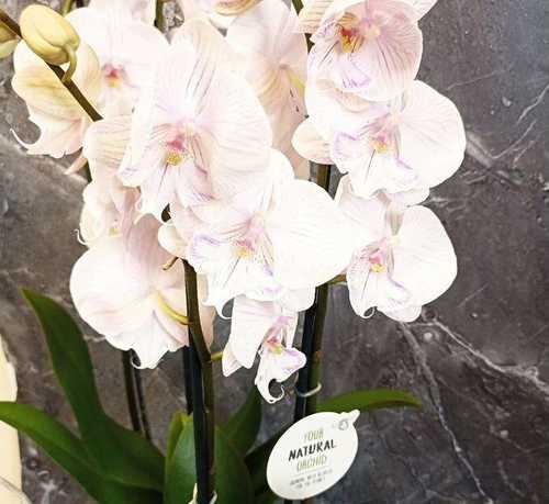 Орхидея фаленопсис Manta more, биг лип