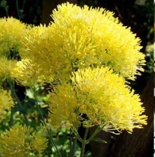 Василистник водосборолистный "Таккер Принцесс" (же
