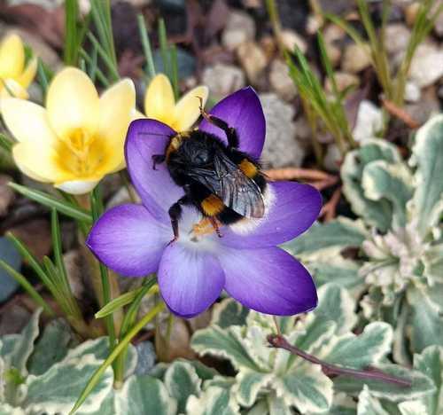 Арабис пестролистный