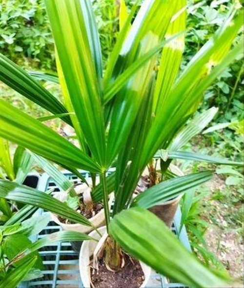 Продам пальмы трапихарпус-веерная цена 100 р