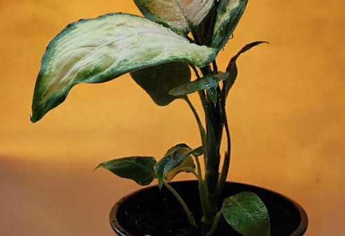Комнатный цветок - Диффенбахия