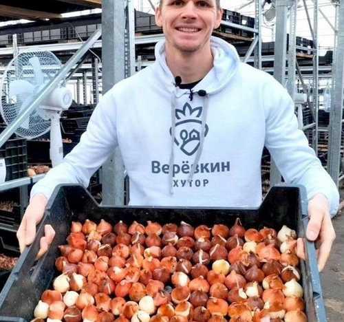 Луковицы тюльпанов разных видов