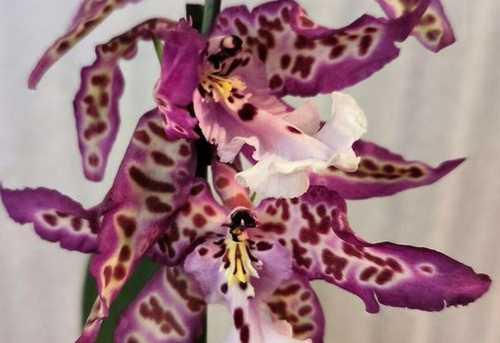 Орхидея камбрия Purple Princess цветущая