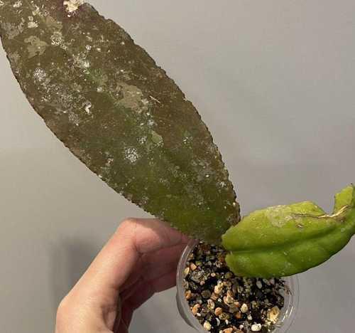 Hoya undulata red