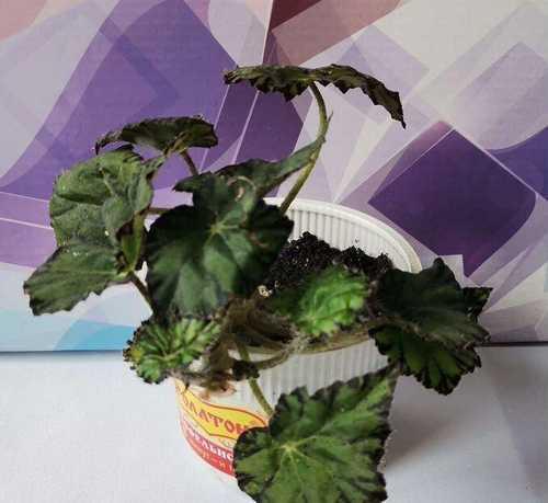 Бегония, фиалка, герань, эписция, фикус букле