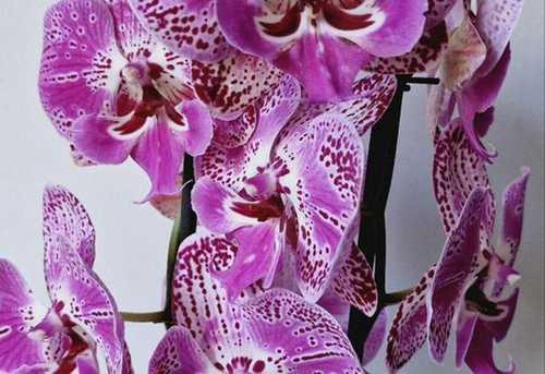 Орхидея биглип