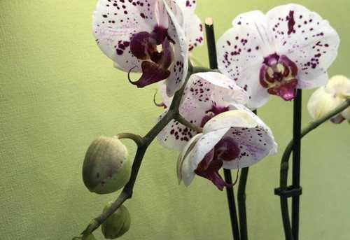 Орхидея фаленопсис Angel face