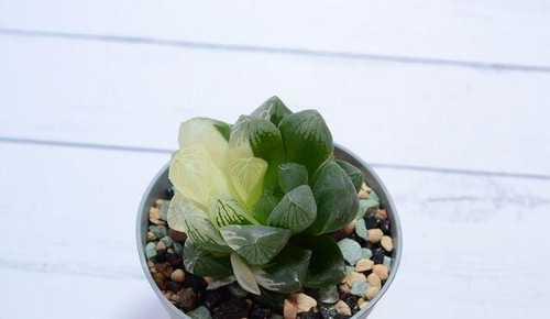 Haworthia Obtusa var. (Хавортия) (SCT29042)