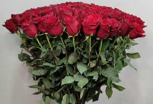 Красные высокие розы Эквадор