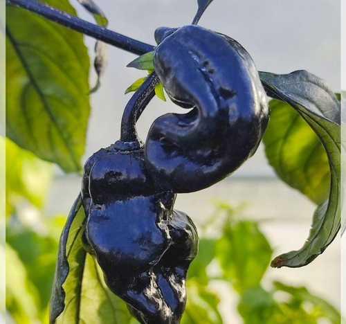 Продам куст острого перца Alien metamorphos black