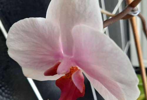 Орхидея (цветущая)