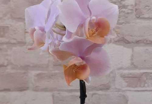 Орхидея фаленопсис Тул(ь)кан