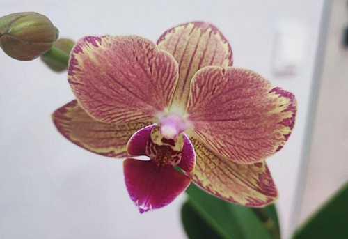 Орхидея фаленопсис Пират