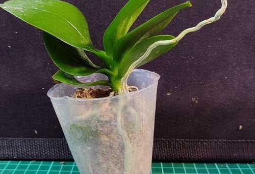 Phalaenopsis орхидея Yaphon (Be Tris-Sogo Viven)