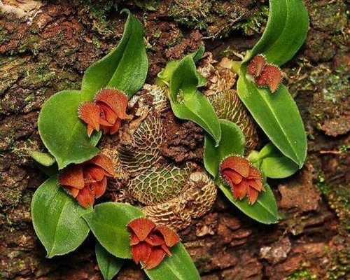 Орхидея Porpax ustulata