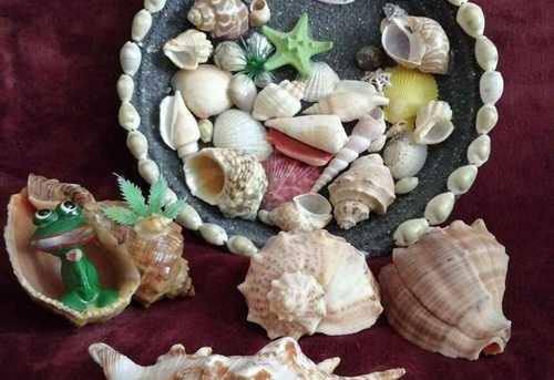 Морские ракушки раковины сувенир морской
