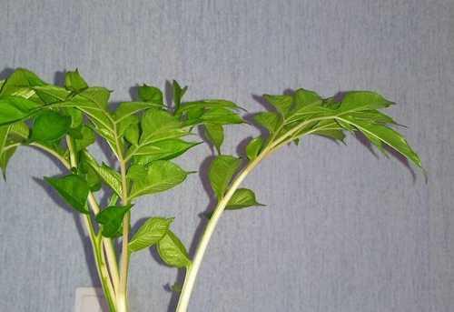 Аморфофаллус коньяк - экзотическое растение